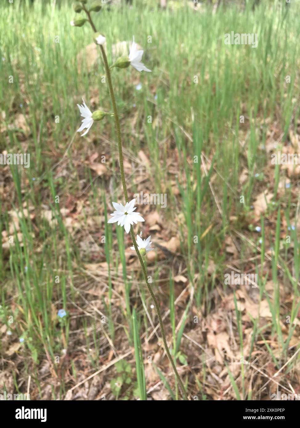 woodland stars (Lithophragma) Plantae Stock Photo - Alamy