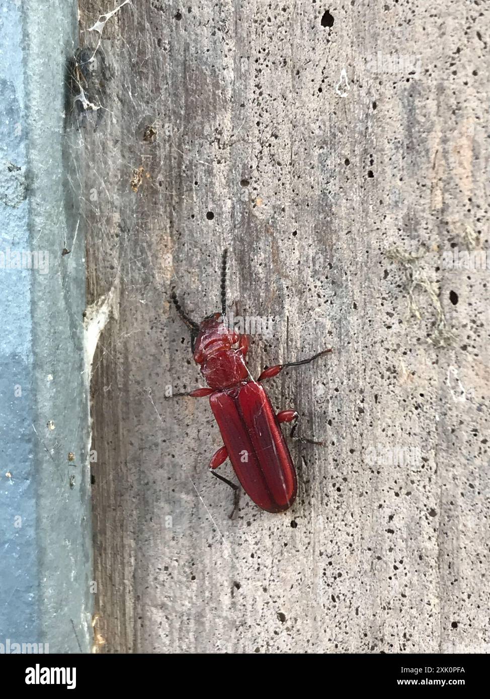 Red Flat Bark Beetle (Cucujus clavipes) Insecta Stock Photo - Alamy