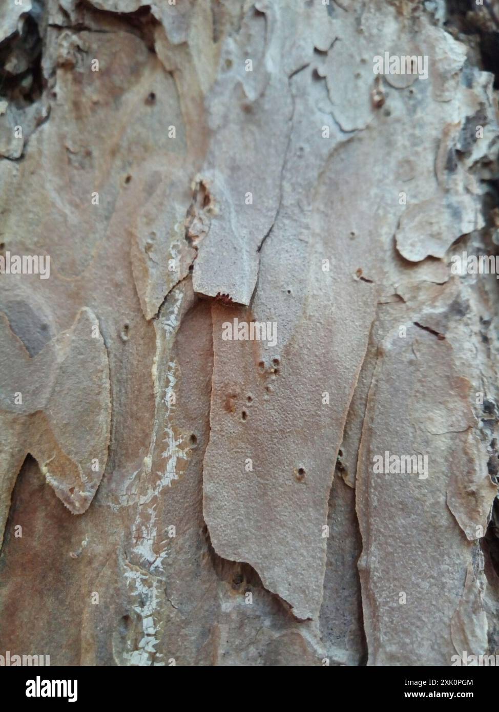 shortleaf pine (Pinus echinata) Plantae Stock Photo - Alamy