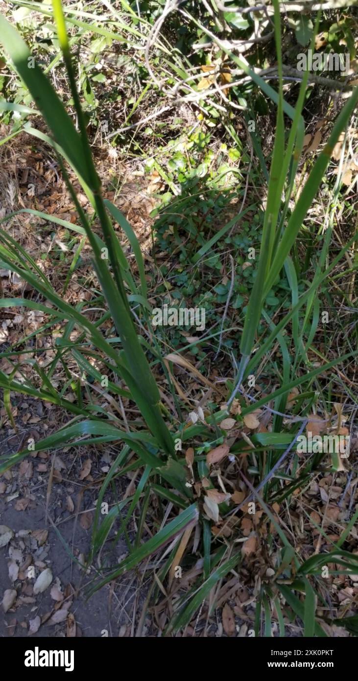 giant wild rye (Leymus condensatus) Plantae Stock Photo - Alamy