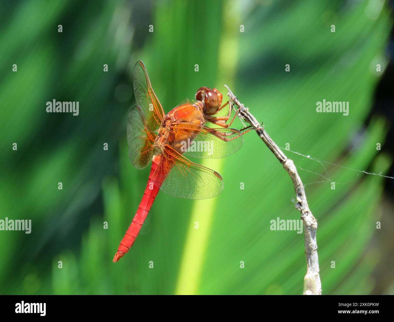 Neon Skimmer (Libellula croceipennis) Insecta Stock Photo - Alamy