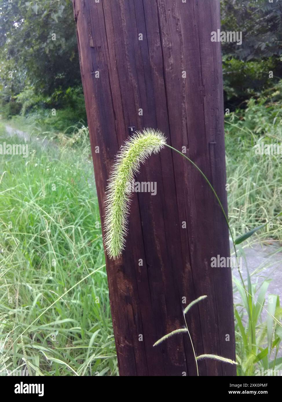 giant foxtail (Setaria faberi) Plantae Stock Photo - Alamy