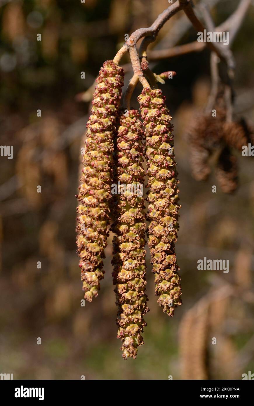 Red Alder (Alnus rubra) Plantae Stock Photo - Alamy
