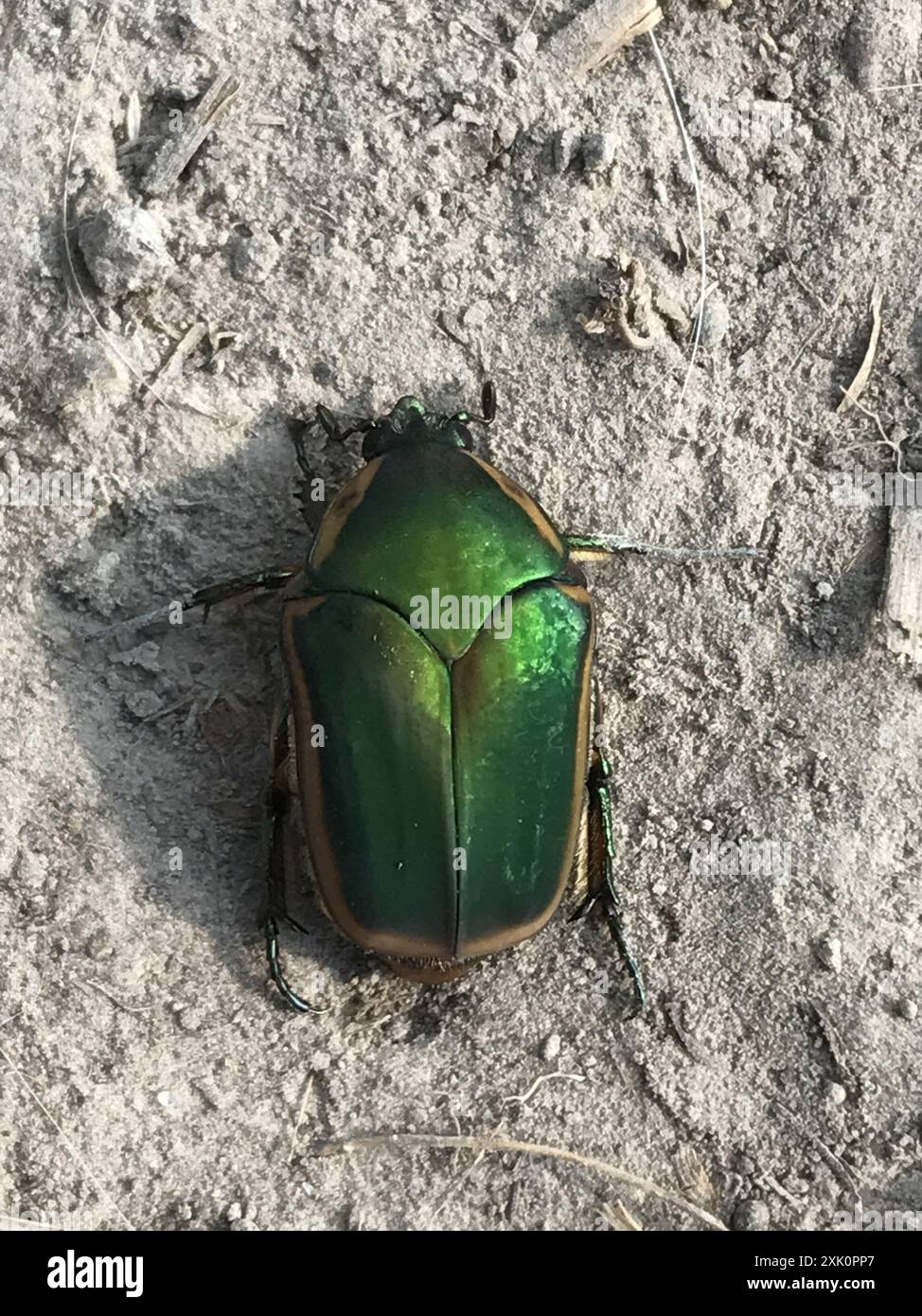 Common Green June Beetle (Cotinis nitida) Insecta Stock Photo - Alamy