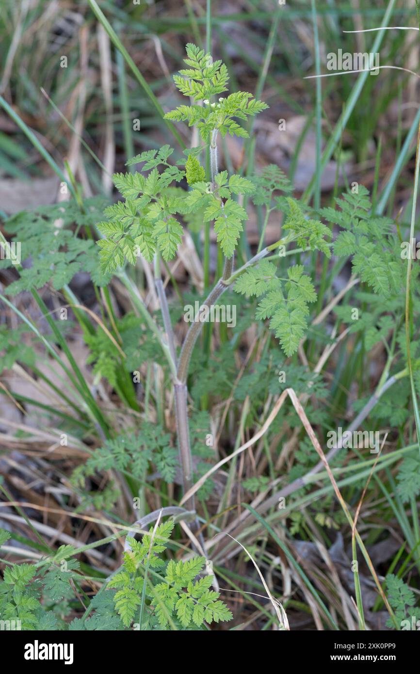 carrot family (Apiaceae) Plantae Stock Photo - Alamy