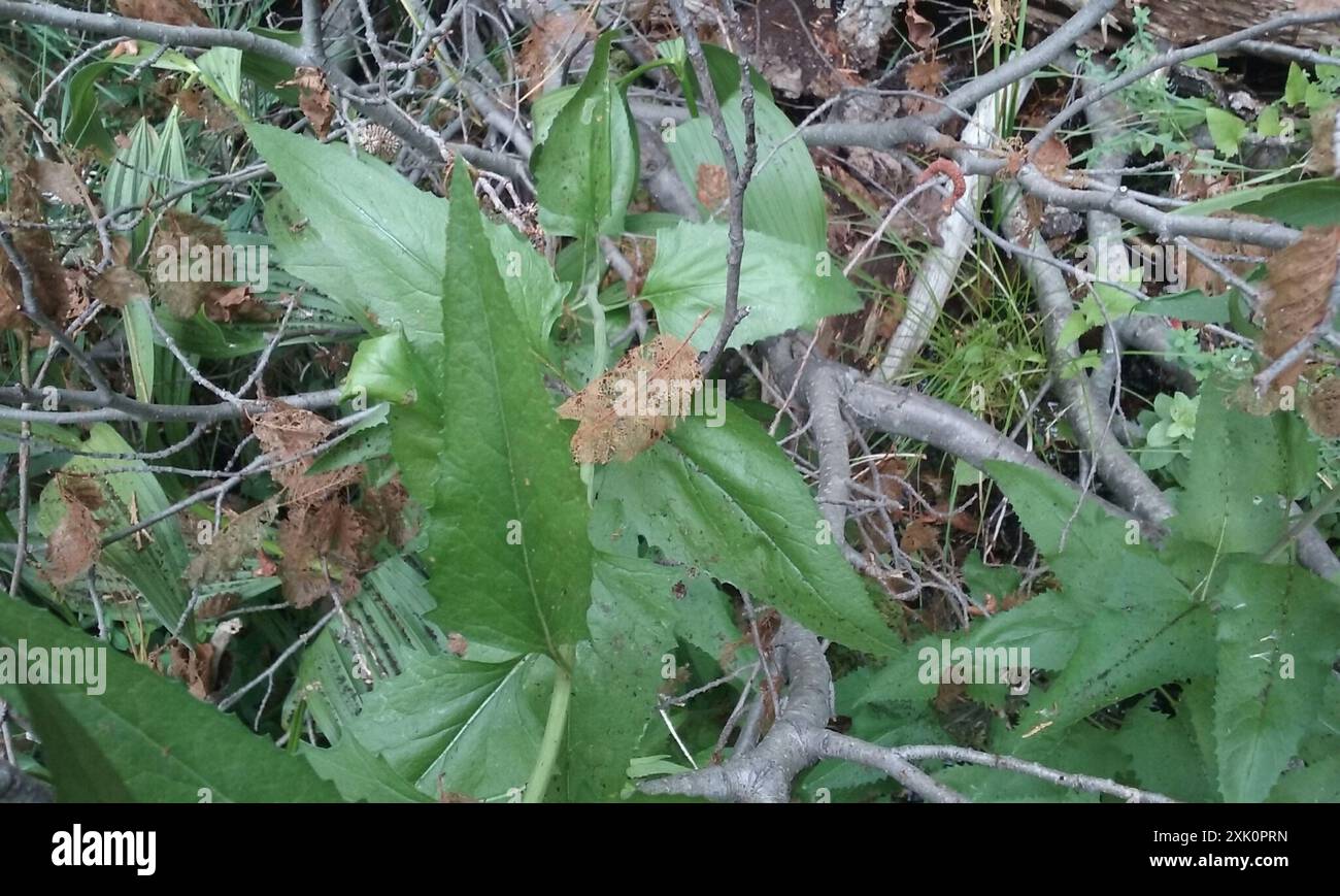 Arrowleaf Senecio (Senecio triangularis) Plantae Stock Photo - Alamy