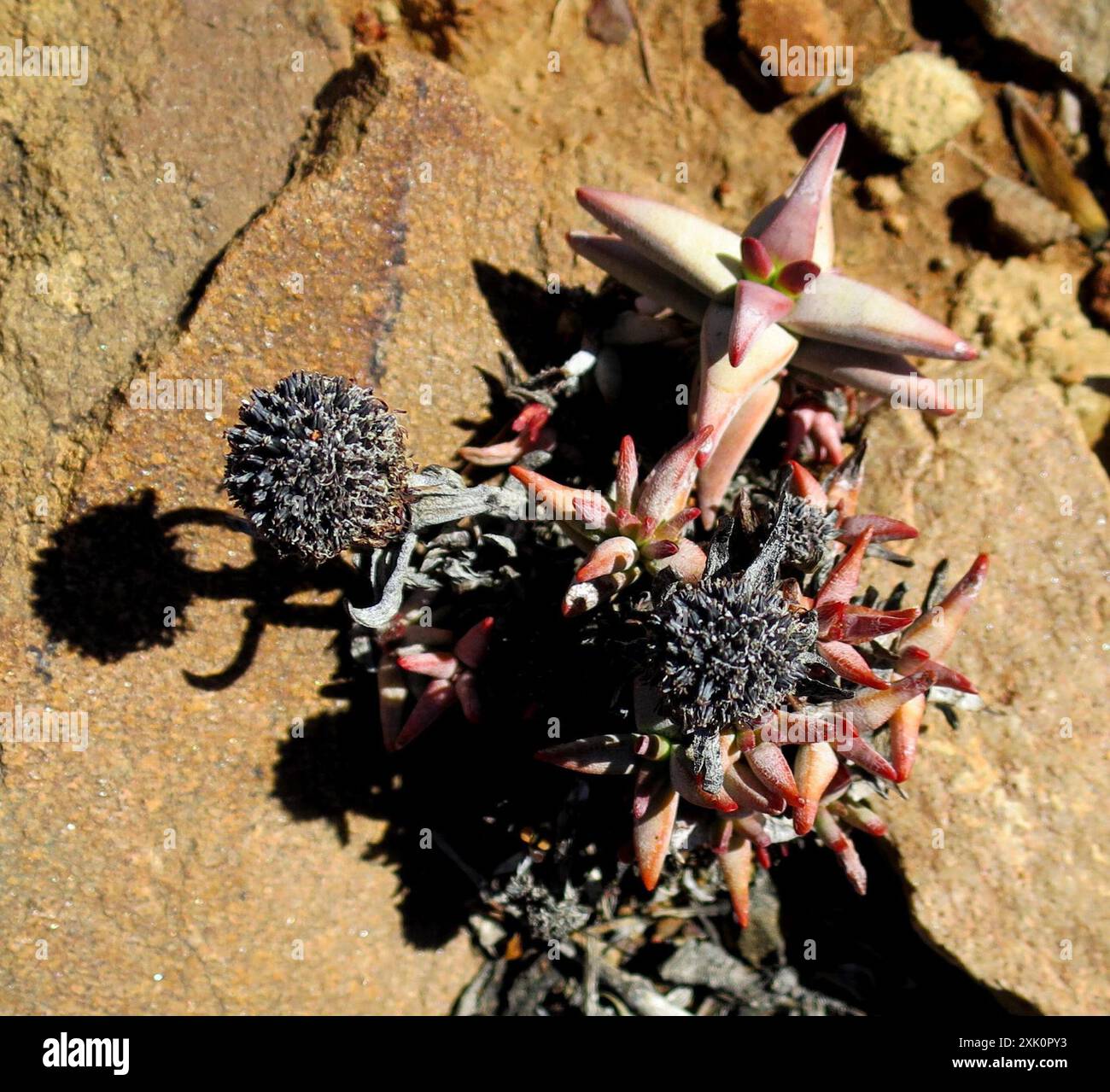 (Crassula congesta) Plantae Stock Photo - Alamy