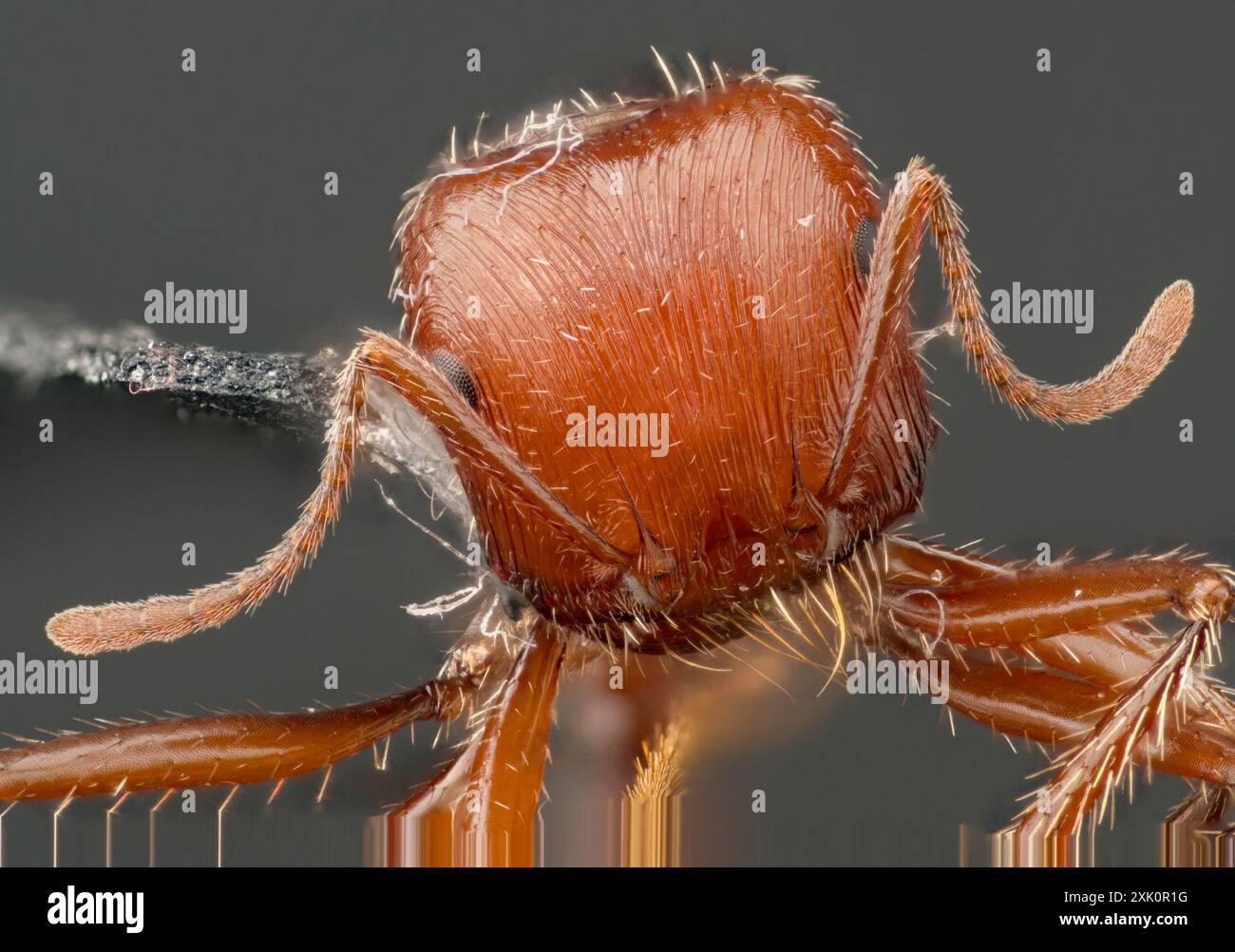 California Harvester Ant (Pogonomyrmex californicus) Insecta Stock ...