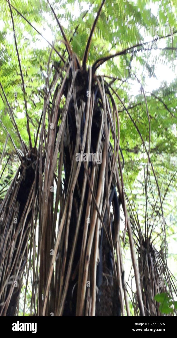 Smith's tree fern (Cyathea smithii) Plantae Stock Photo - Alamy