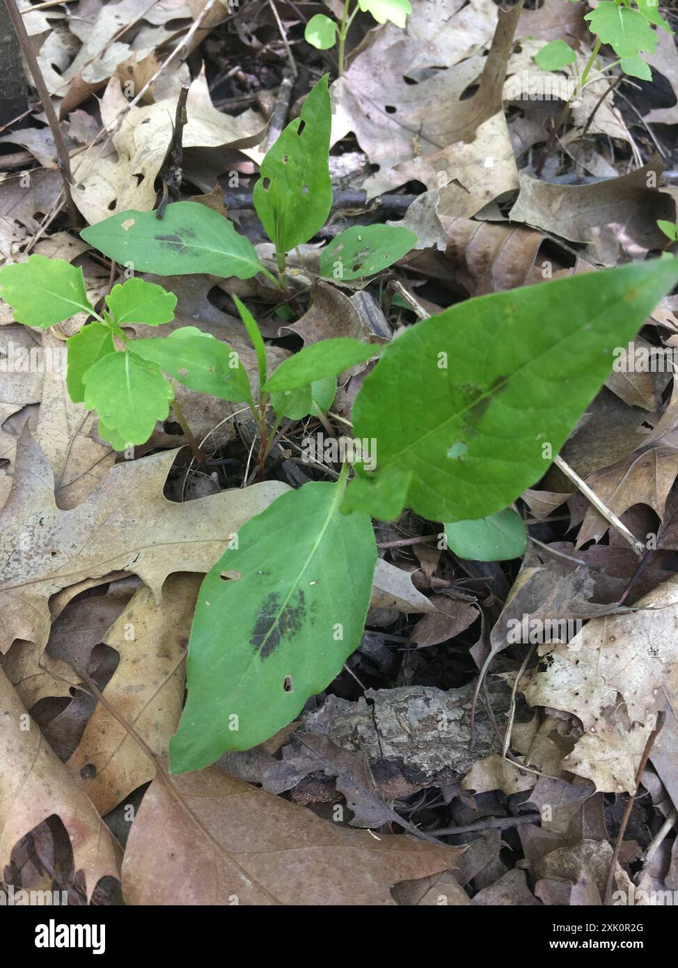 American jumpseed (Persicaria virginiana) Plantae Stock Photo - Alamy