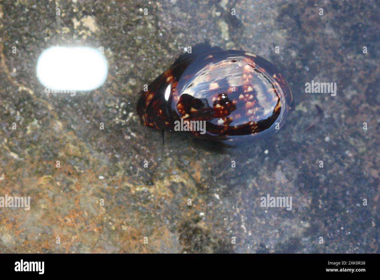 Humpback cowry mauritia mauritiana hi-res stock photography and images ...