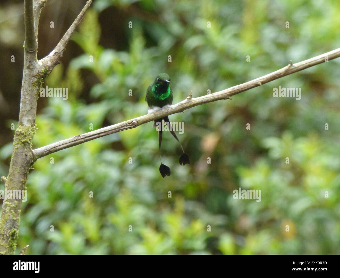White-booted Racket-tail (Ocreatus underwoodii) Aves Stock Photo - Alamy