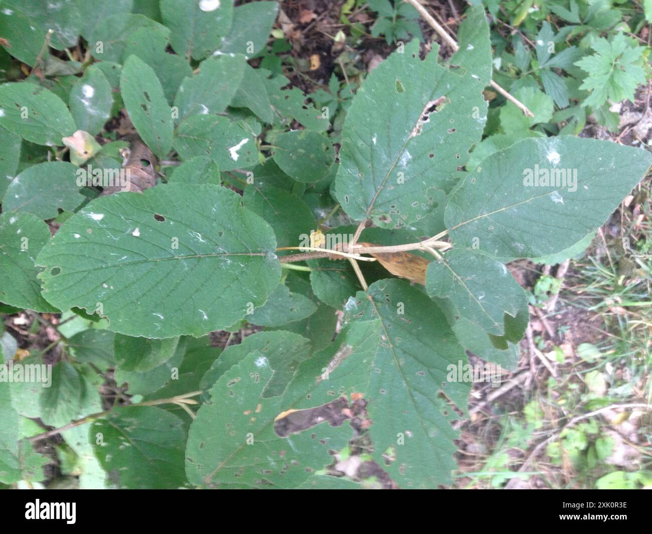 Wayfaring-tree (Viburnum lantana) Plantae Stock Photo - Alamy