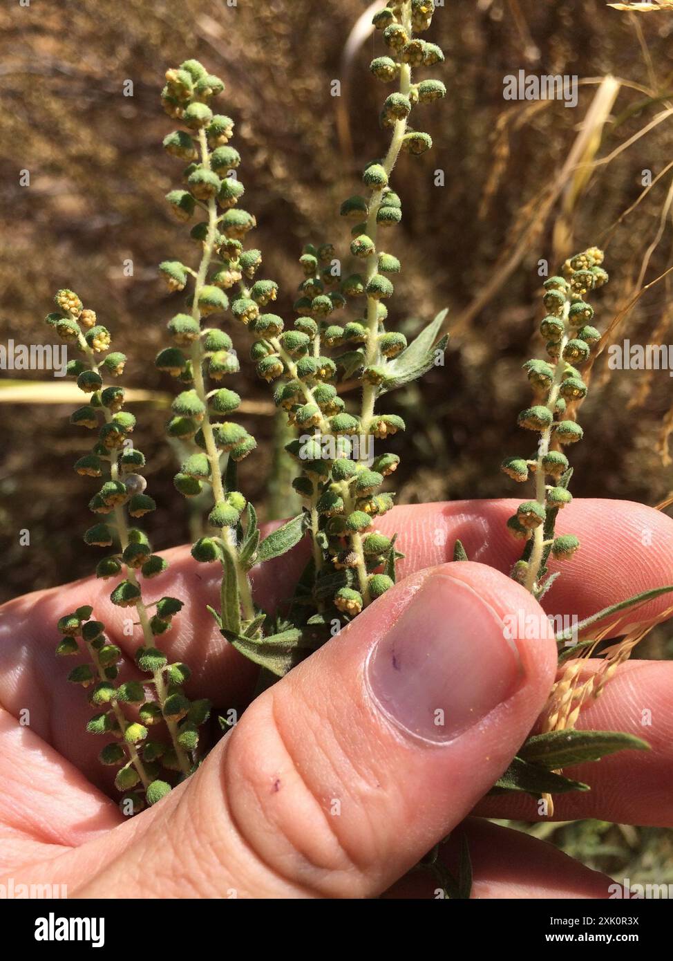 western ragweed (Ambrosia psilostachya) Plantae Stock Photo - Alamy