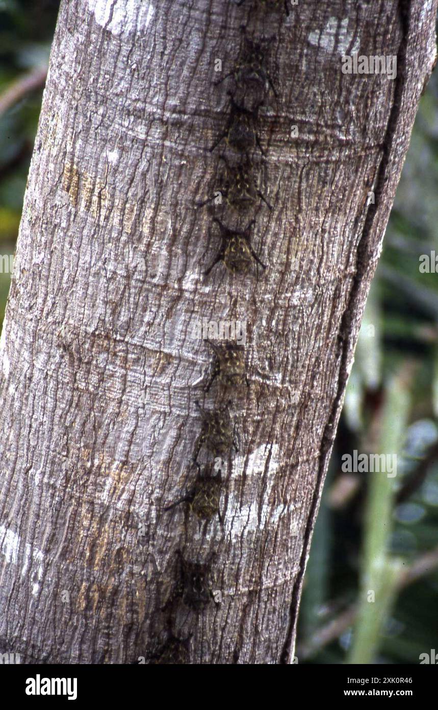 Proboscis Bat (Rhynchonycteris naso) Mammalia Stock Photo - Alamy