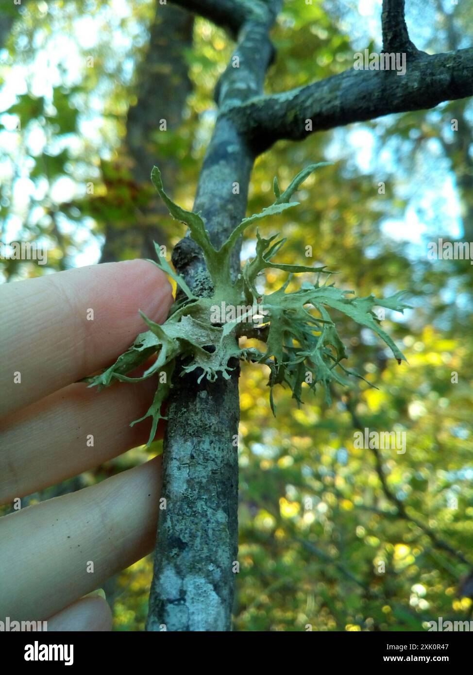 bushy lichens, sea-fog lichens, and allies (Ramalinaceae) Fungi Stock ...