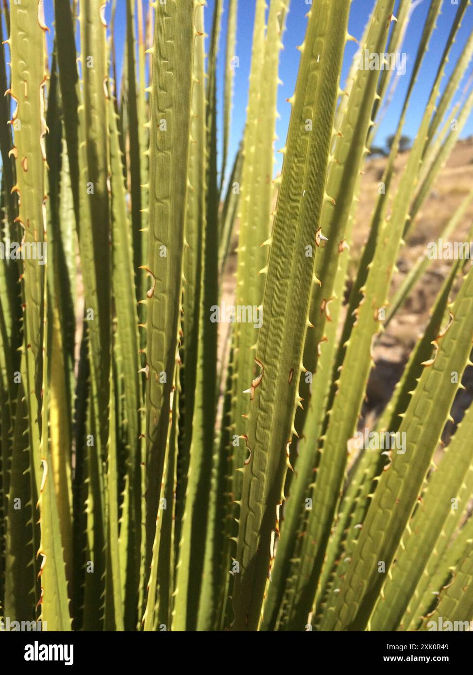 Smooth Sotol (Dasylirion leiophyllum) Plantae Stock Photo - Alamy