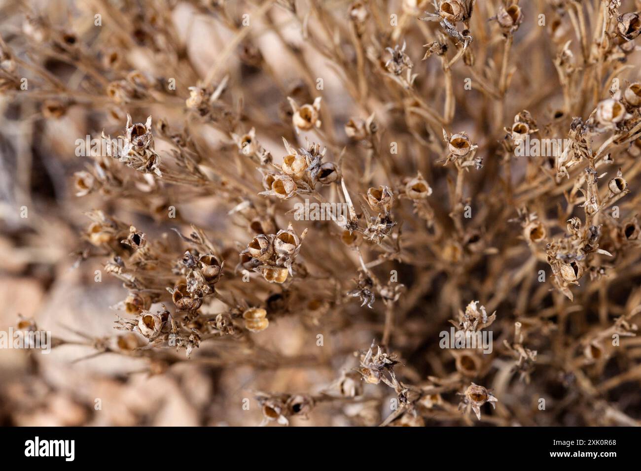 Needleleaf Bluet (Houstonia acerosa) Plantae Stock Photo - Alamy
