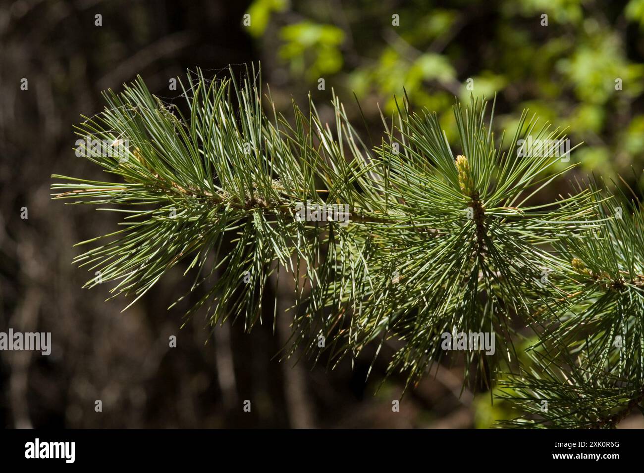 southwestern white pine (Pinus strobiformis) Plantae Stock Photo - Alamy