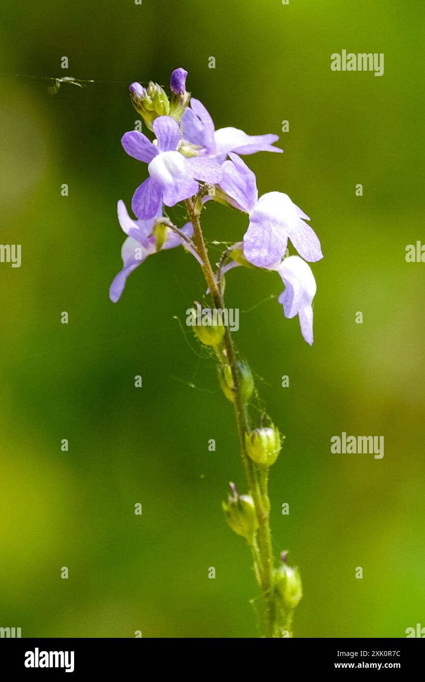 blue toadflax (Nuttallanthus canadensis) Plantae Stock Photo - Alamy
