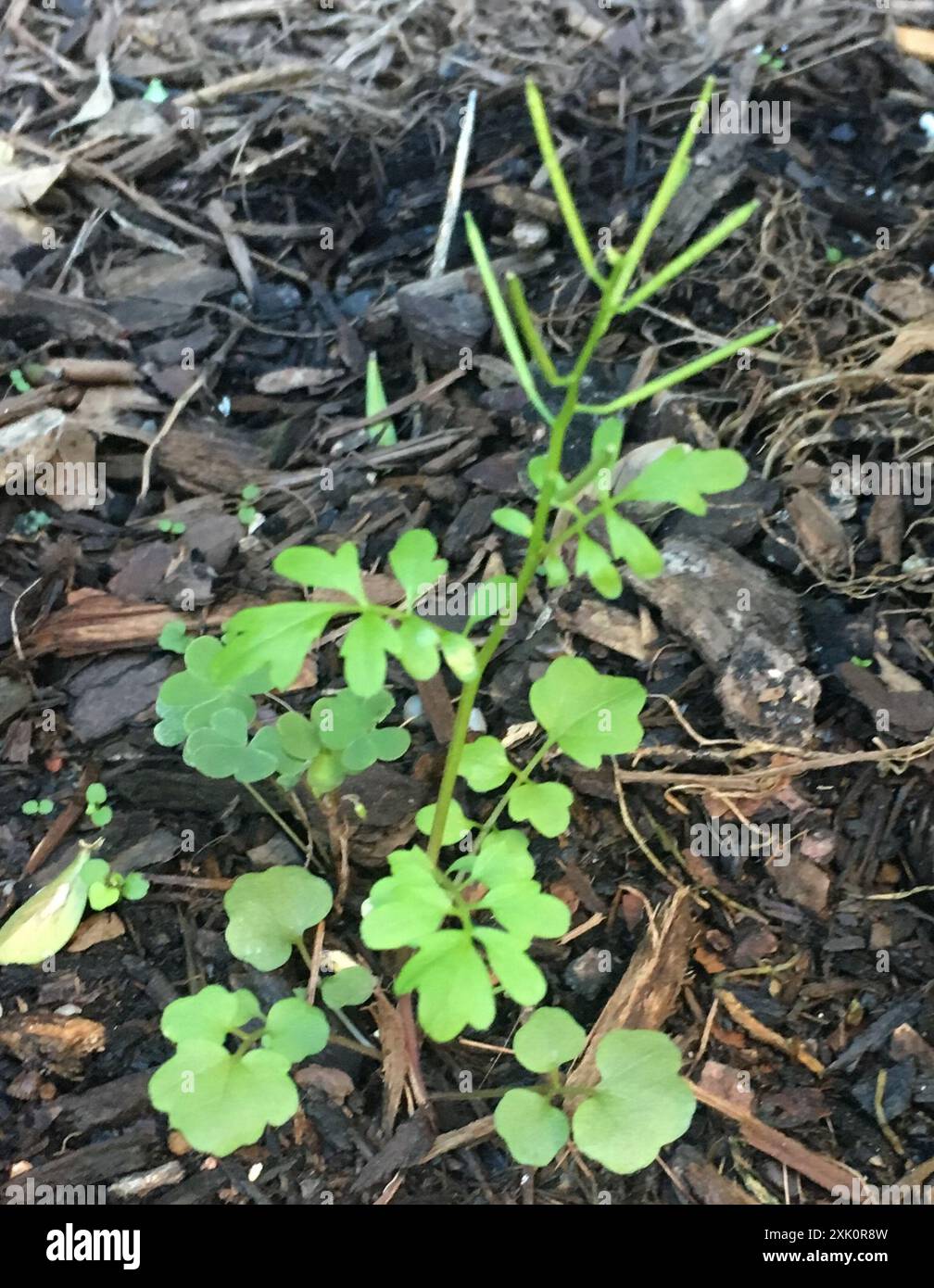 Nursery bittercress (Cardamine occulta) Plantae Stock Photo - Alamy