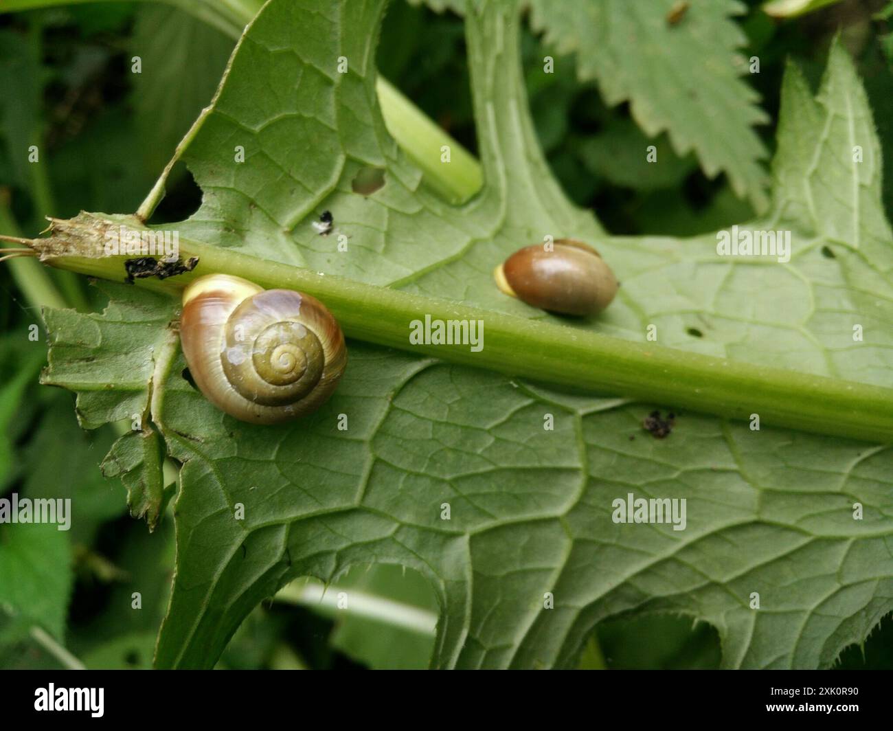 White-lipped Snail (Cepaea hortensis) Mollusca Stock Photo - Alamy