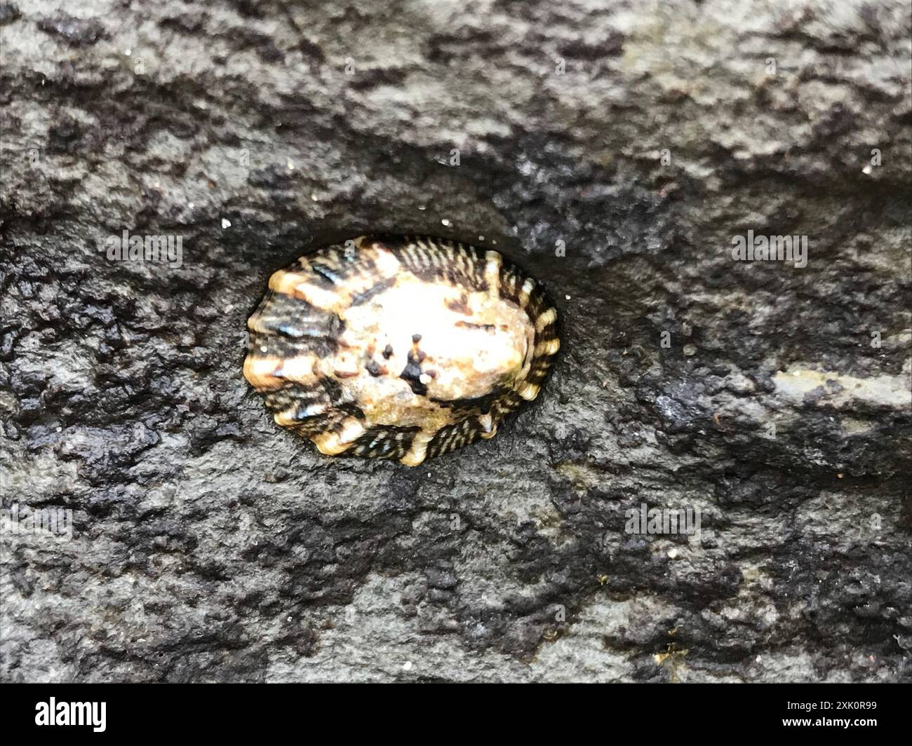 True Limpets (Patellogastropoda) Mollusca Stock Photo - Alamy