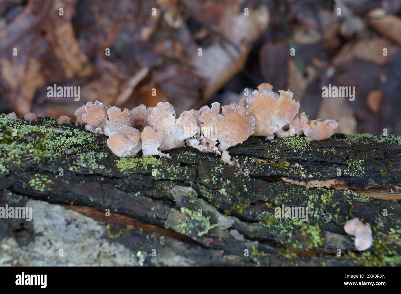 Luminescent panellus stipticus fungi hi-res stock photography and ...
