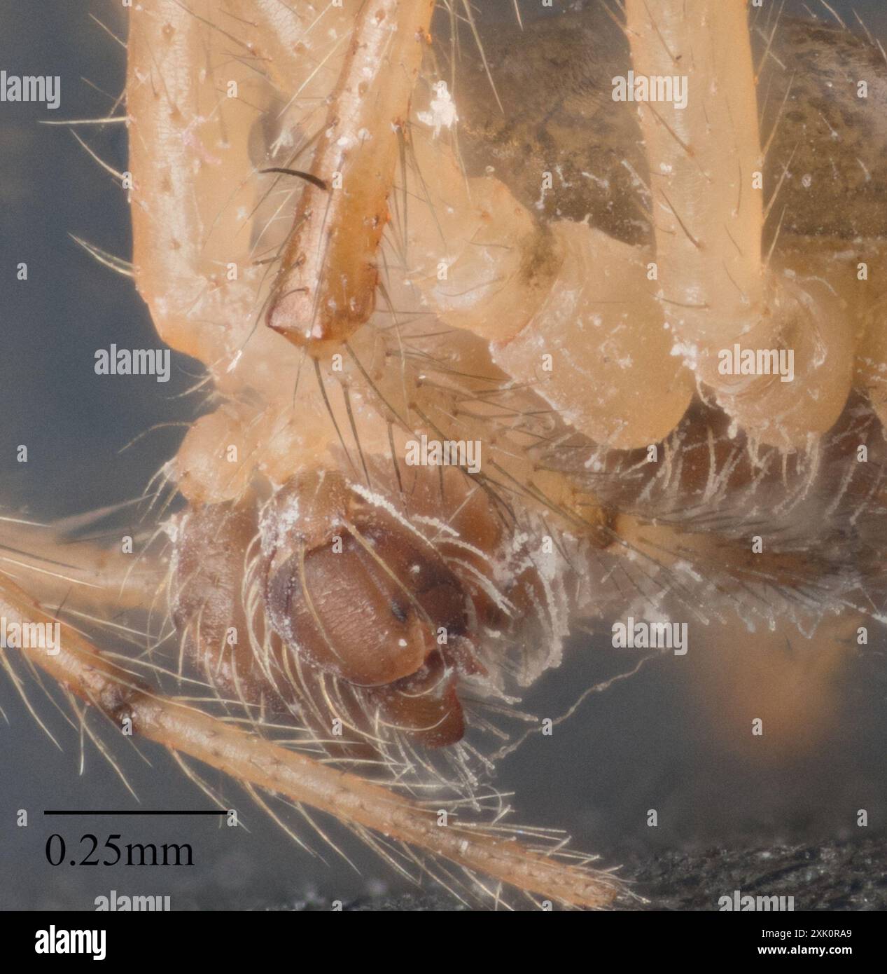 Comb-footed Spiders (Theridiidae) Arachnida Stock Photo - Alamy