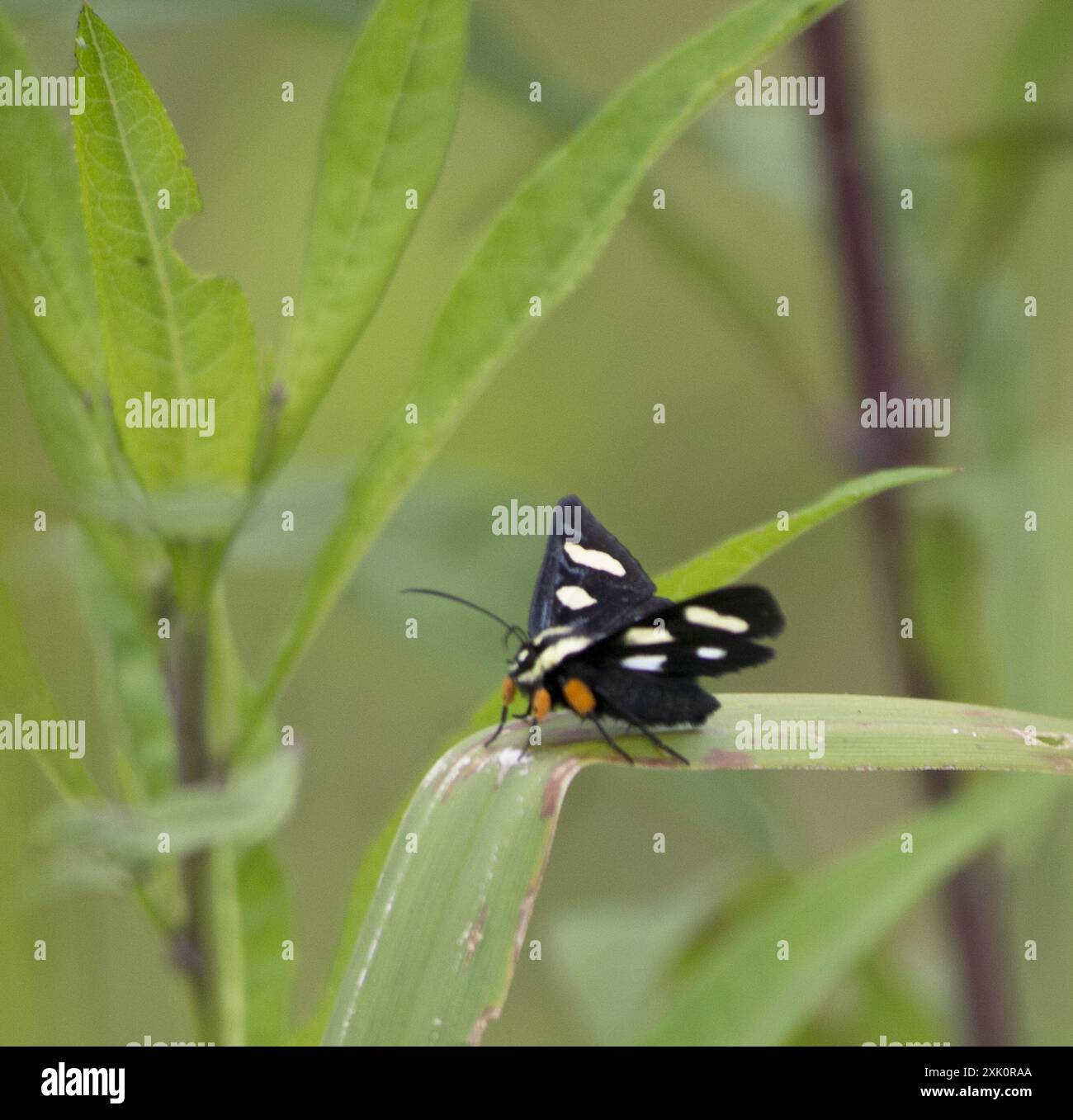 Eight-spotted Forester Moth (Alypia octomaculata) Insecta Stock Photo ...