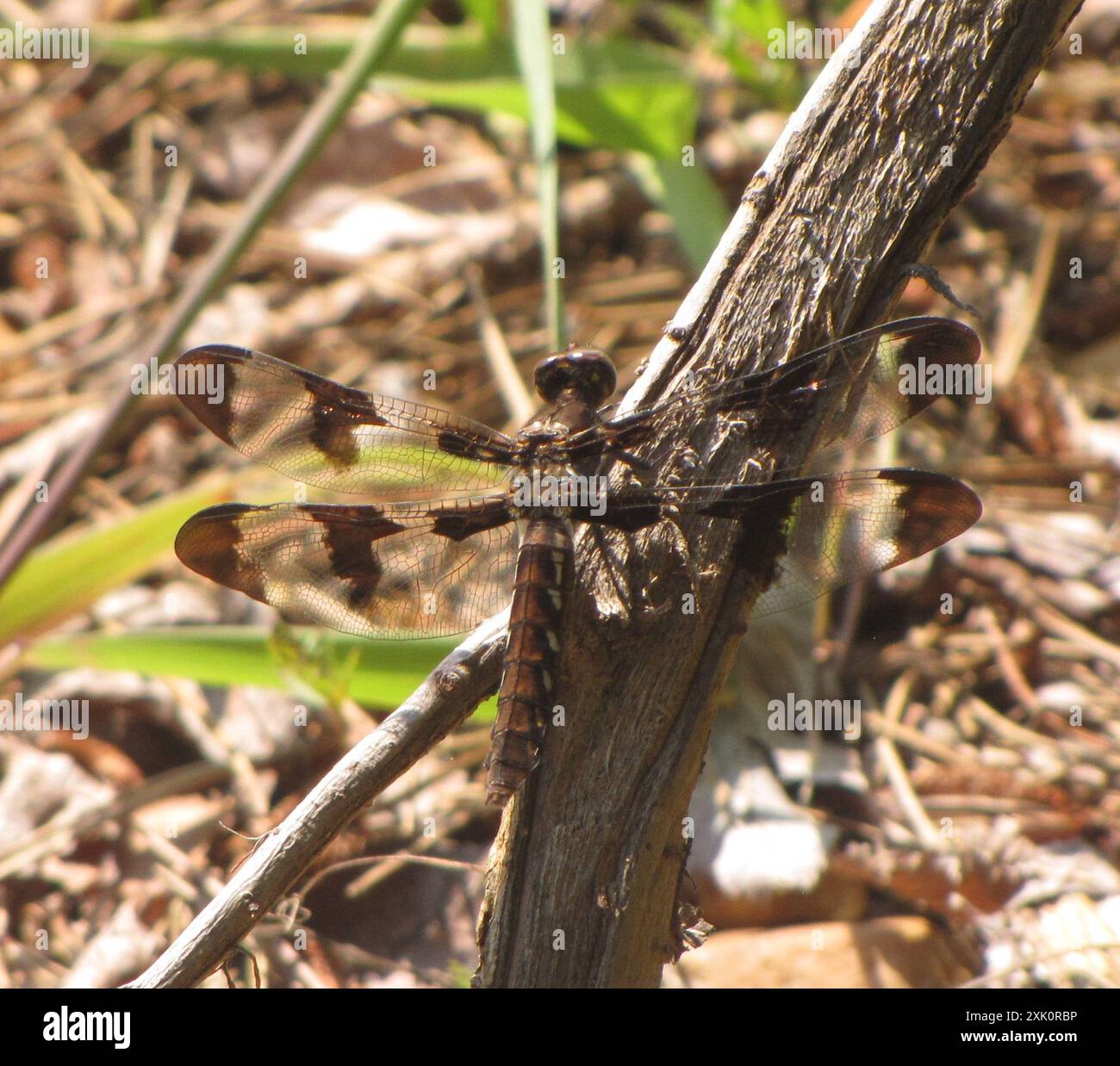 Common Whitetail (Plathemis lydia) Insecta Stock Photo - Alamy