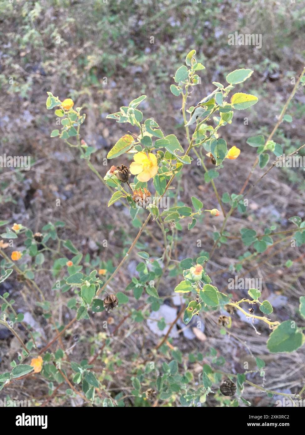 sweet Indian Mallow (Abutilon fruticosum) Plantae Stock Photo - Alamy