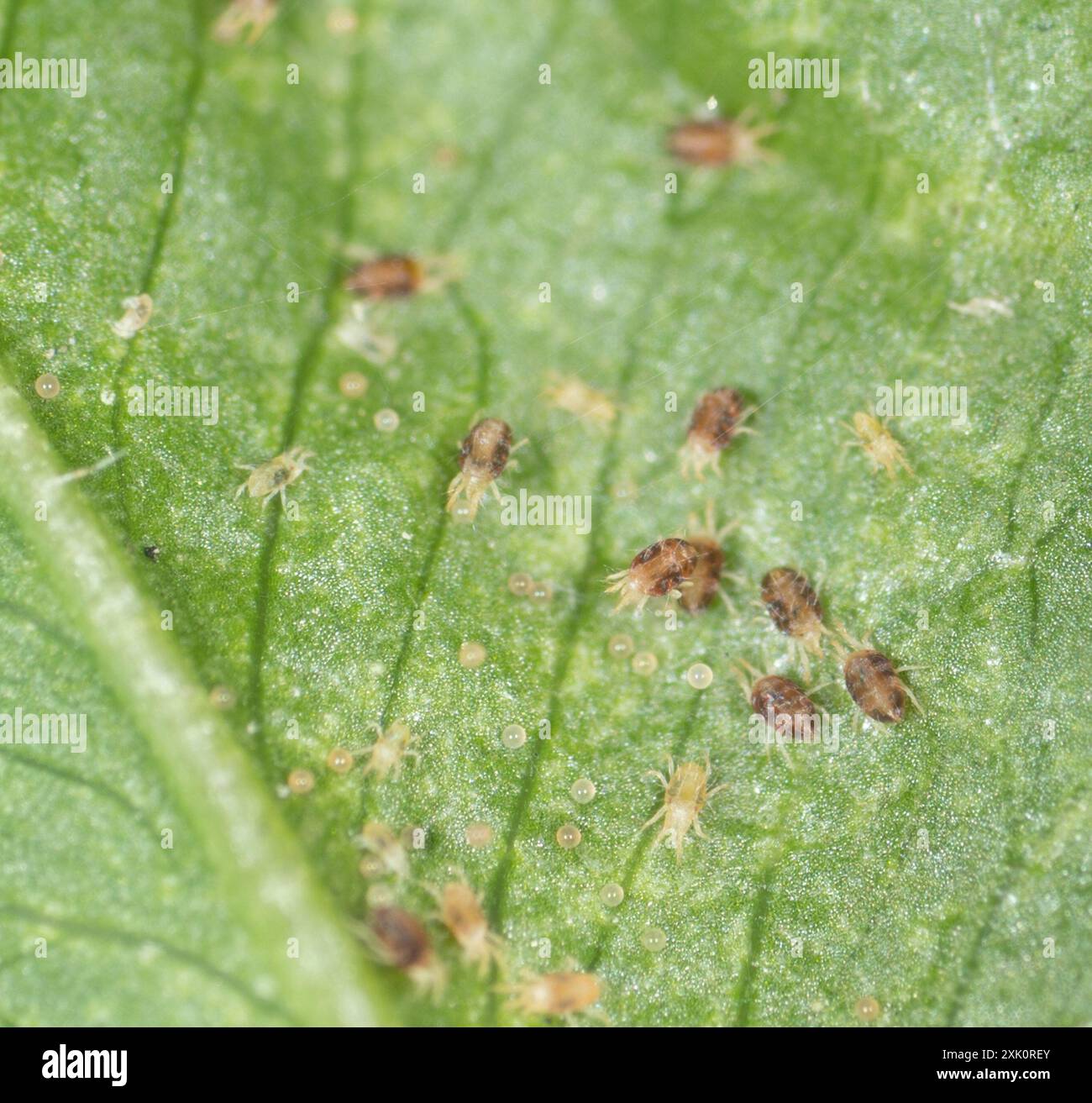 Spider Mites (Tetranychidae) Arachnida Stock Photo - Alamy