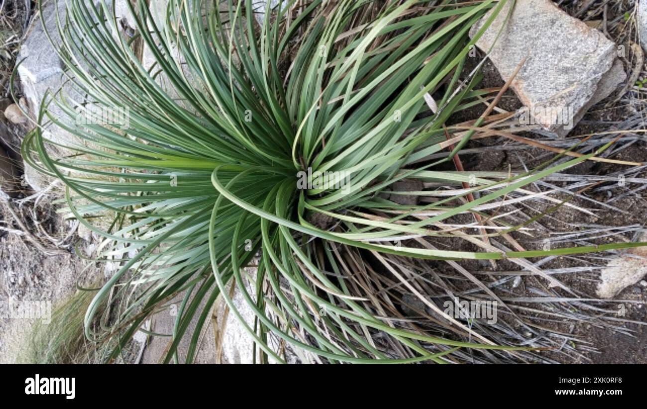 chaparral yucca (Hesperoyucca whipplei) Plantae Stock Photo - Alamy