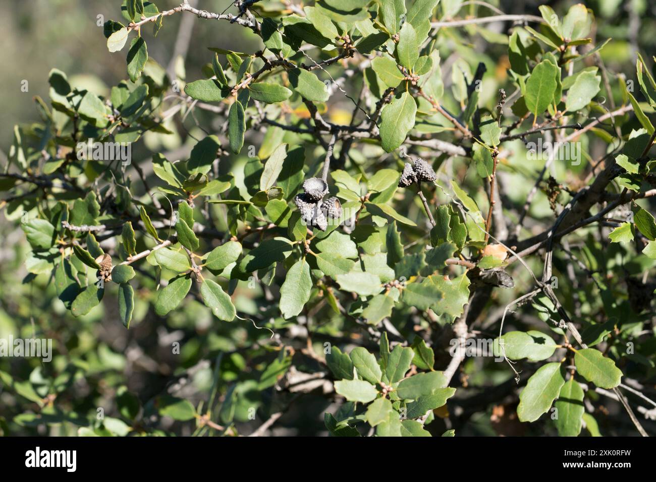 oaks (Quercus) Plantae Stock Photo - Alamy
