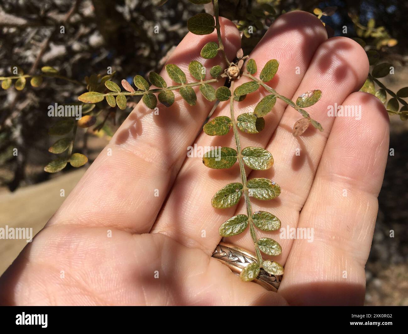 Lime Prickly-ash (Zanthoxylum fagara) Plantae Stock Photo - Alamy