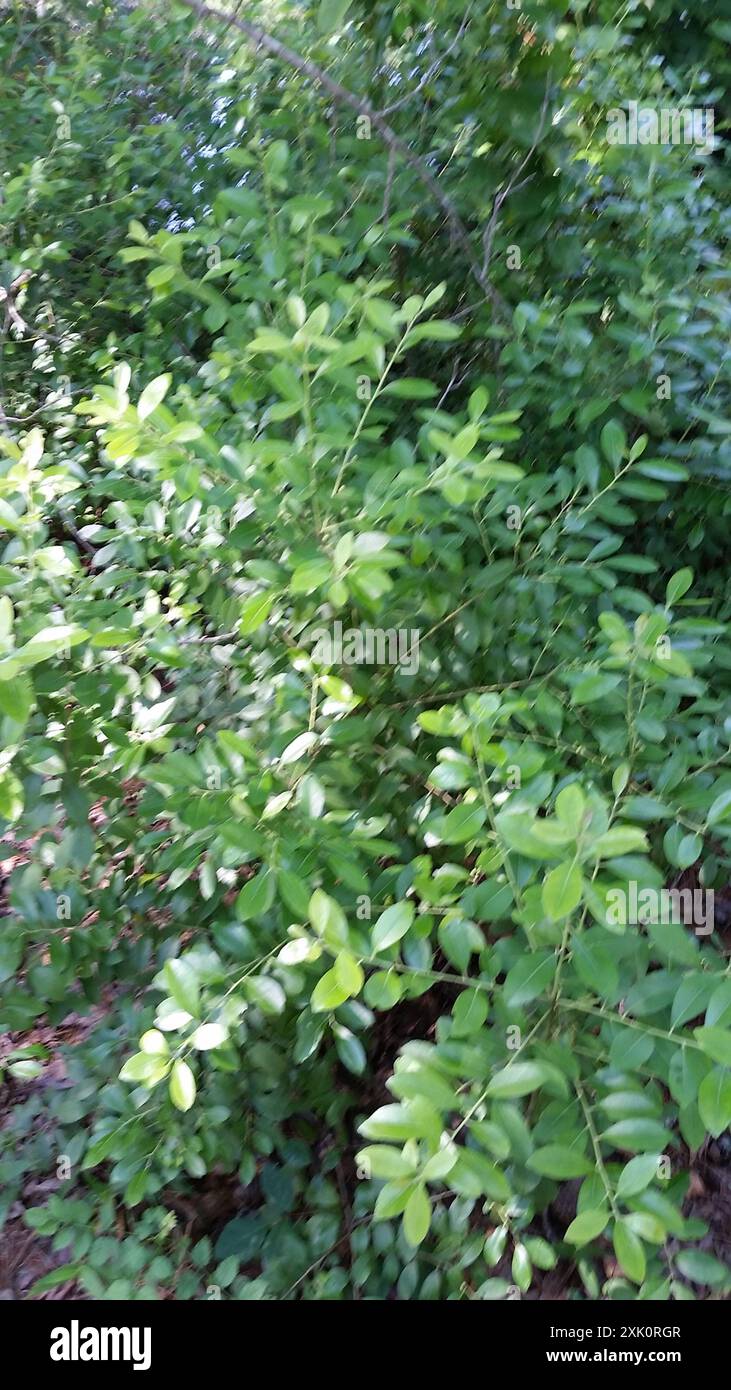 gallberry (Ilex glabra) Plantae Stock Photo - Alamy