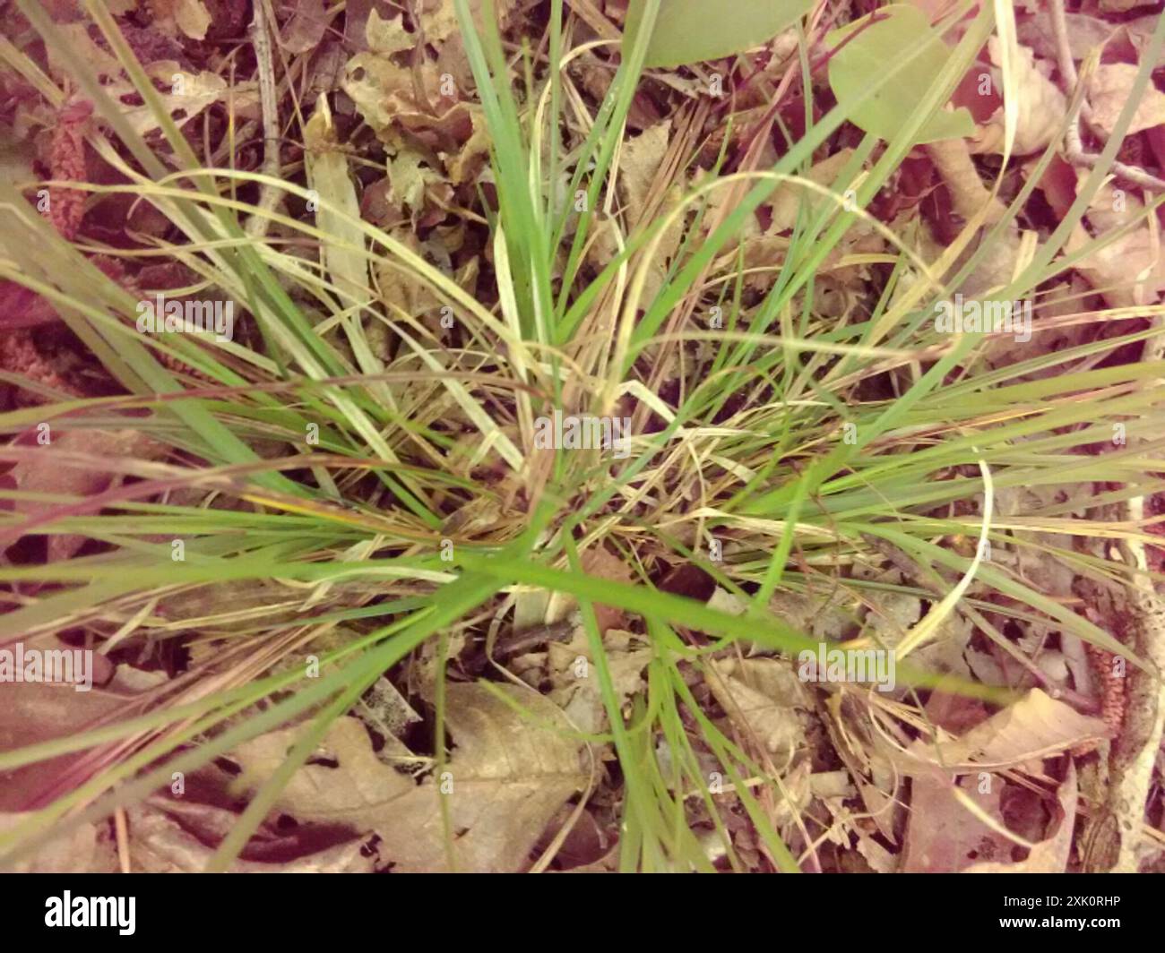 Poverty oatgrass (Danthonia spicata) Plantae Stock Photo - Alamy