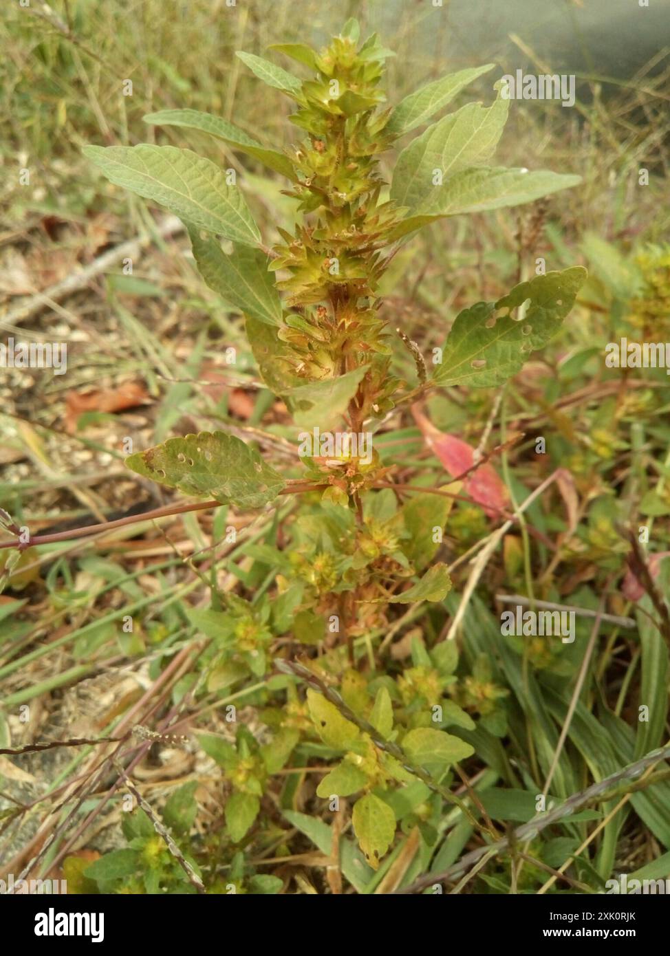 three-seeded mercuries (Acalypha) Plantae Stock Photo - Alamy