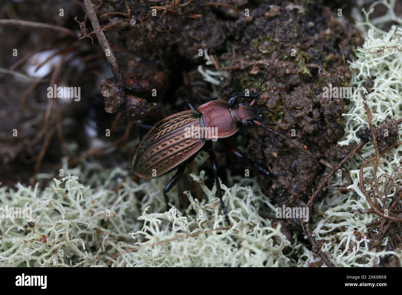 (Carabus cancellatus) Insecta Stock Photo - Alamy