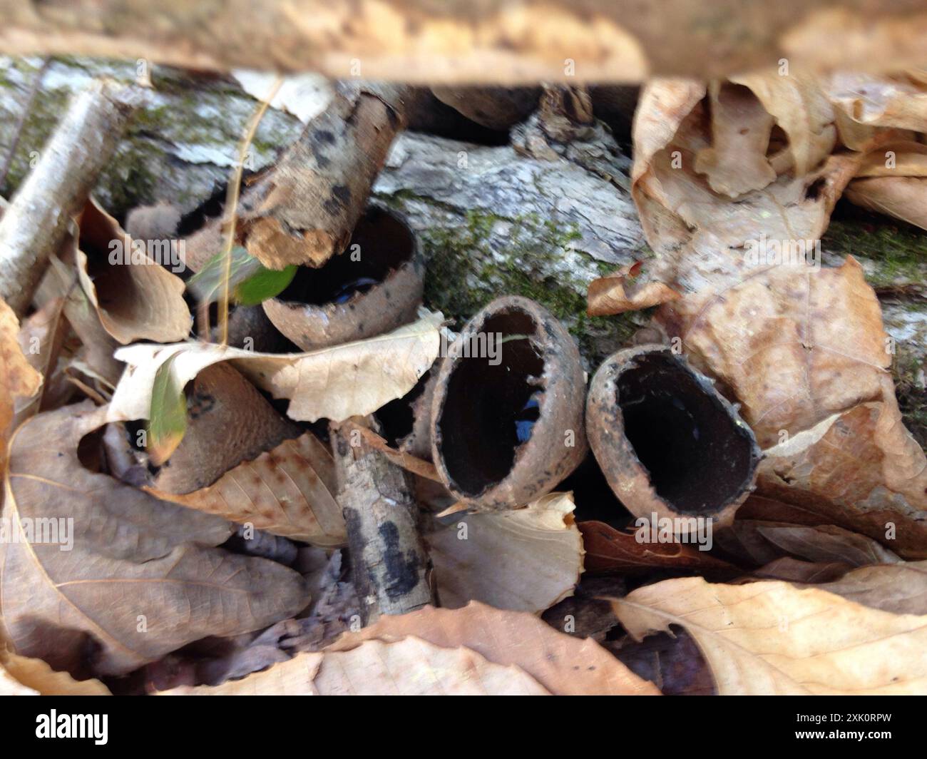 devil's urn (Urnula craterium) Fungi Stock Photo - Alamy