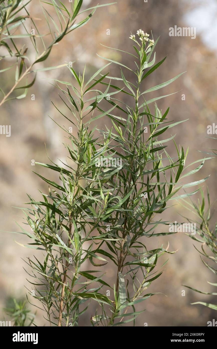 mule fat (Baccharis salicifolia) Plantae Stock Photo - Alamy