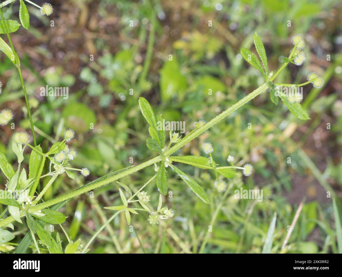 catchweed bedstraw (Galium aparine) Plantae Stock Photo - Alamy