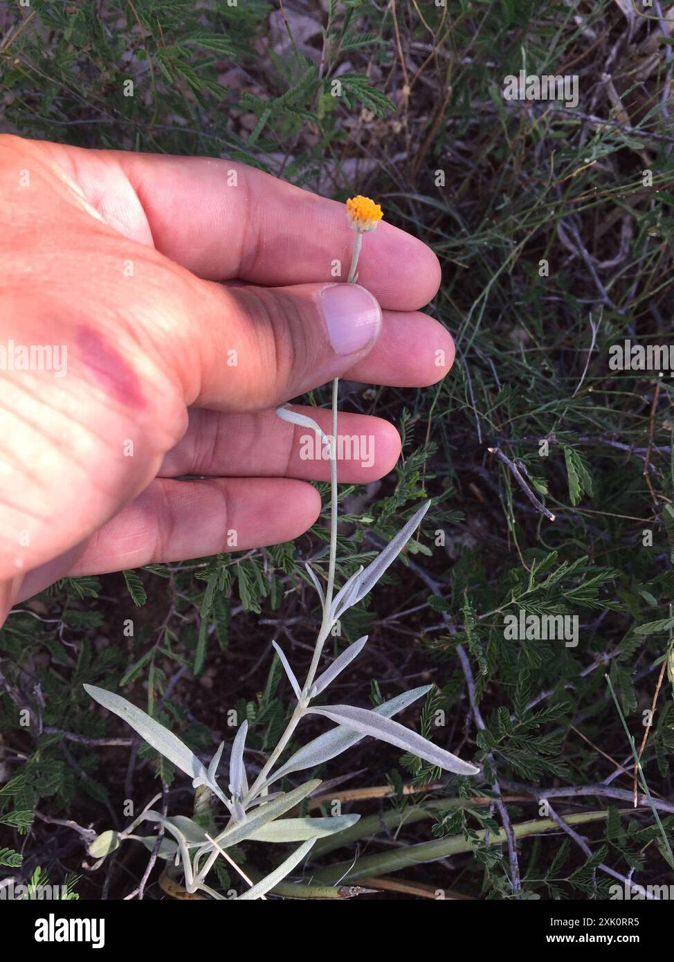 hairyseed bahia (Picradeniopsis absinthifolia) Plantae Stock Photo - Alamy