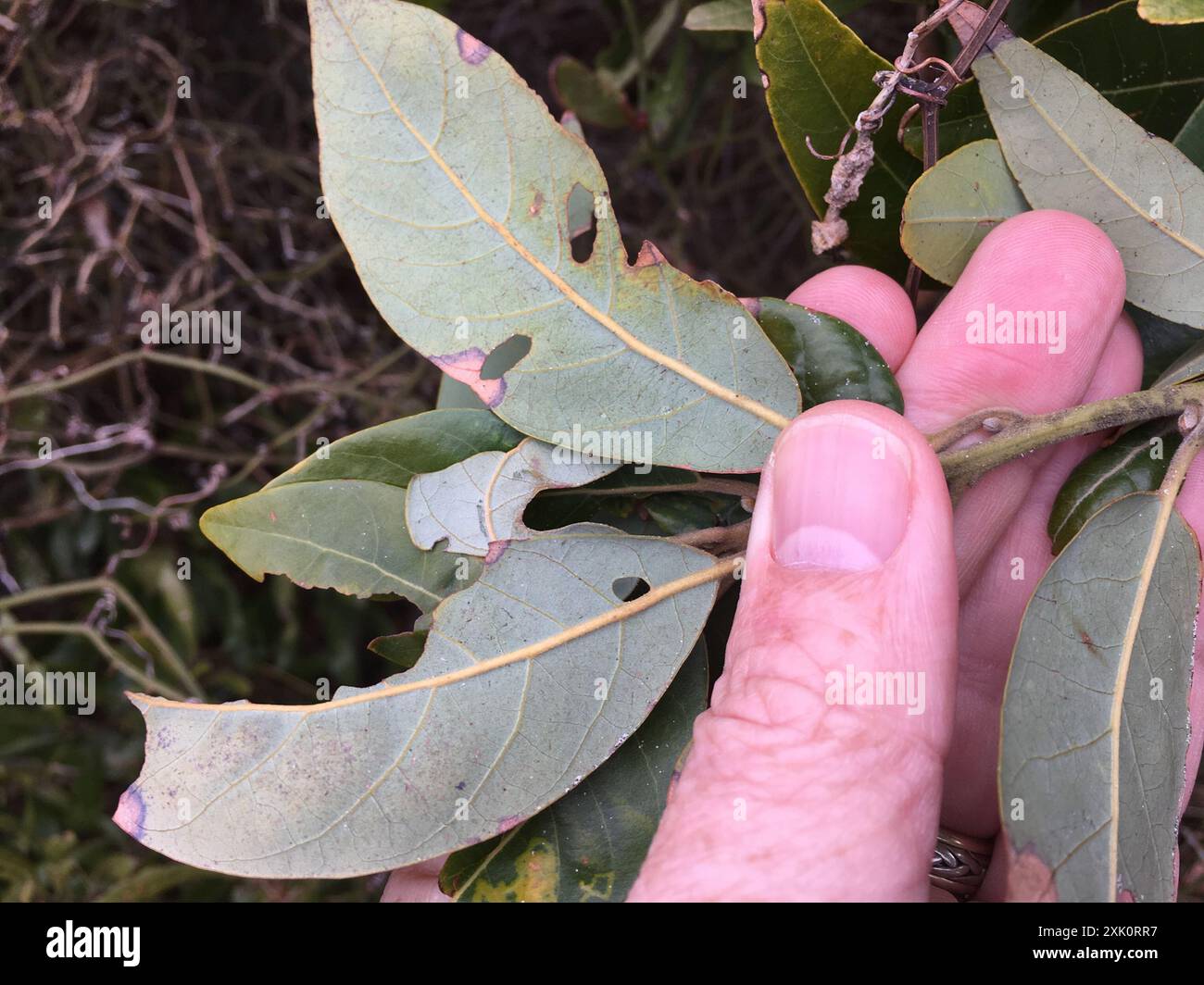 Swamp Bay (Persea palustris) Plantae Stock Photo - Alamy