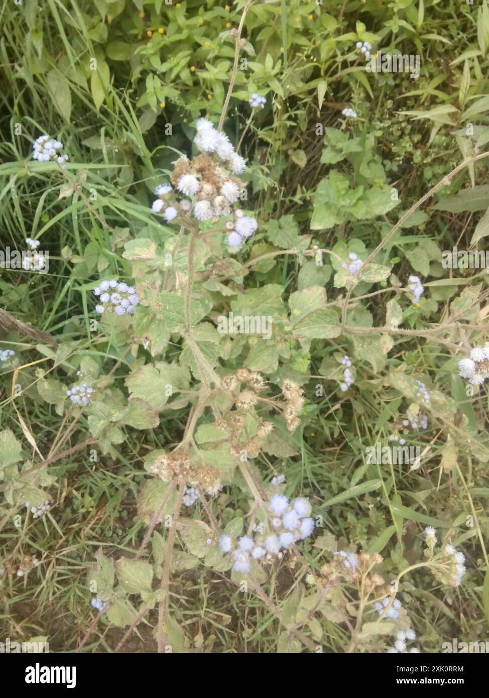 billygoat weed (Ageratum conyzoides) Plantae Stock Photo - Alamy