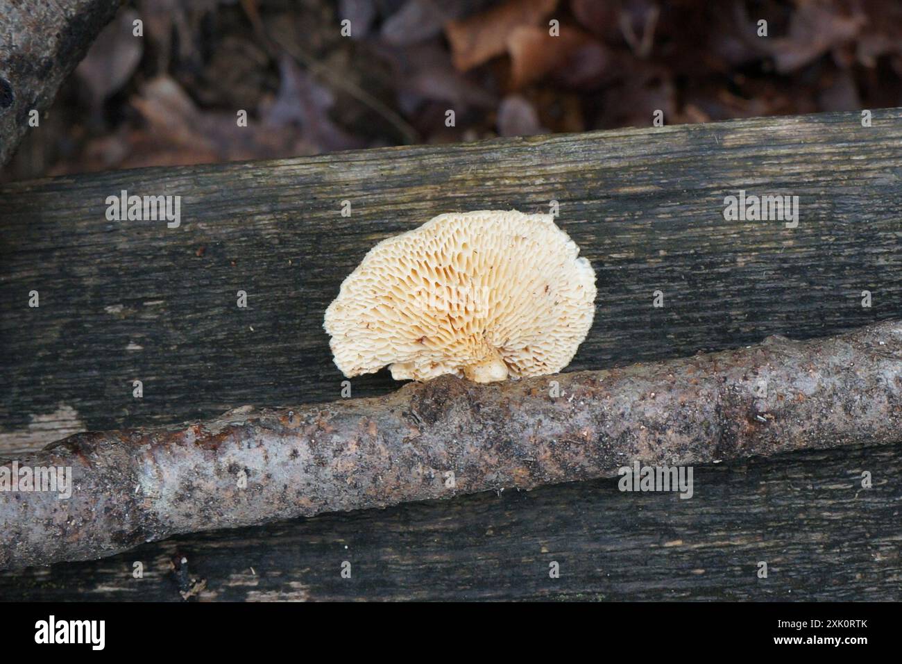 hexagonal-pored polypore (Neofavolus alveolaris) Fungi Stock Photo - Alamy