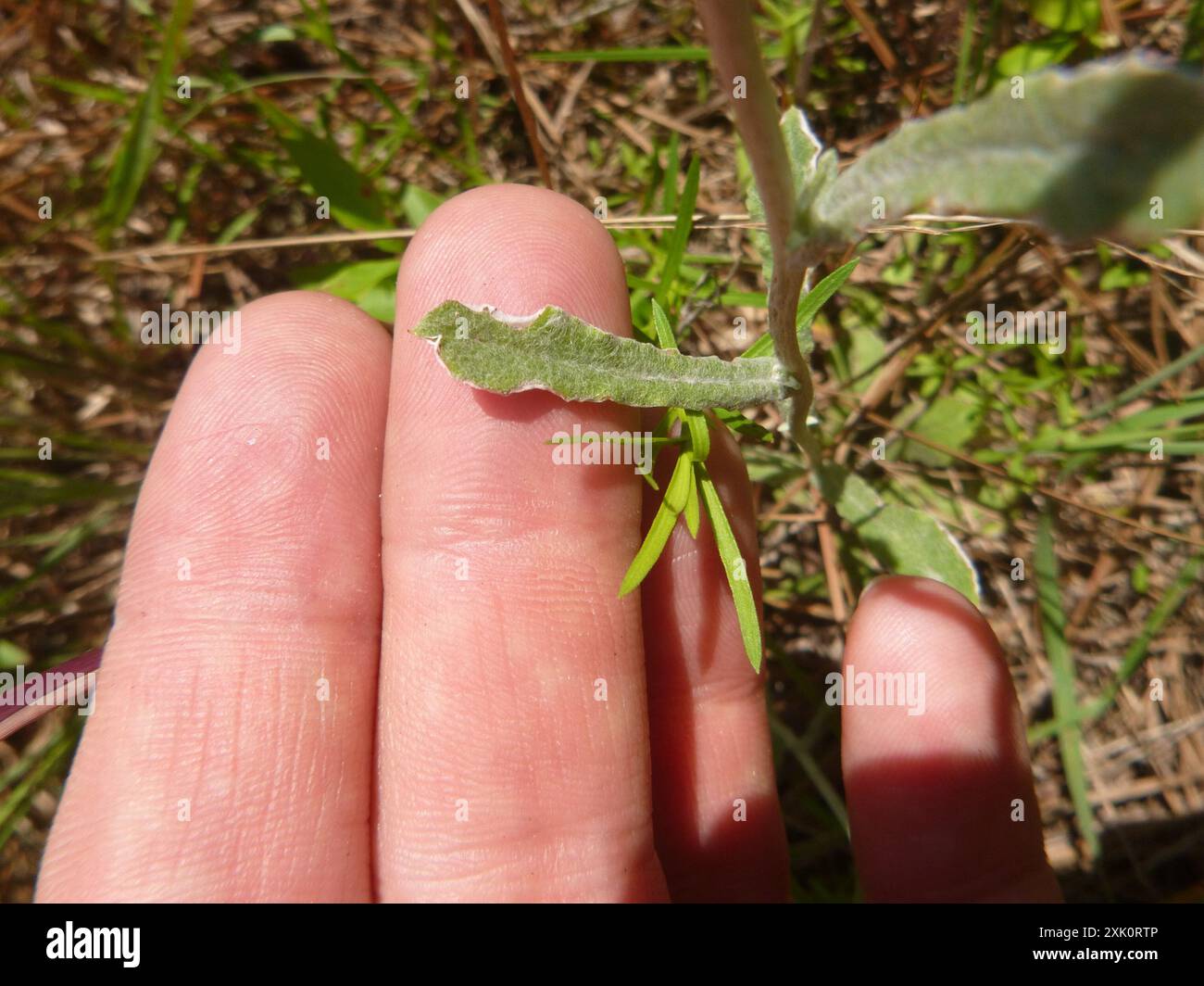 Purple Cudweed (Gamochaeta purpurea) Plantae Stock Photo - Alamy