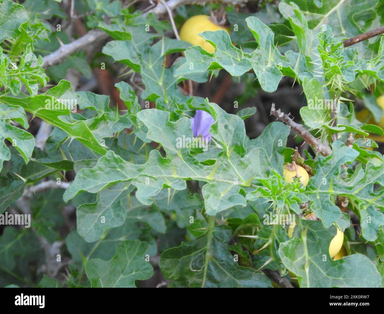 Yellow Bitter-apple (Solanum linnaeanum) Plantae Stock Photo - Alamy