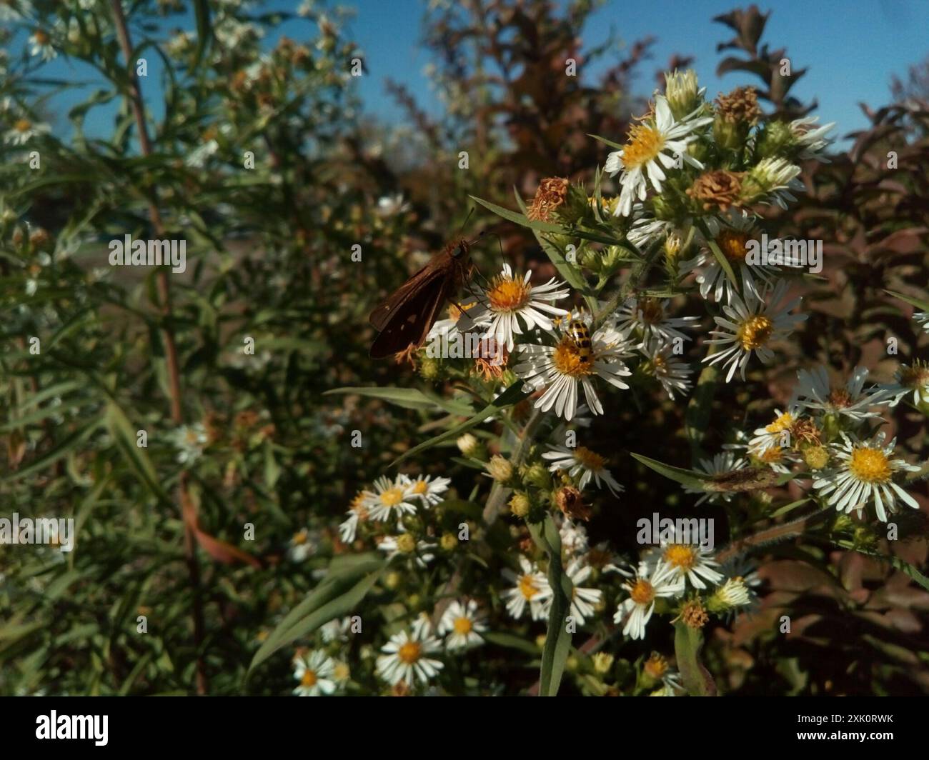 Ocola Skipper (Panoquina ocola) Insecta Stock Photo - Alamy